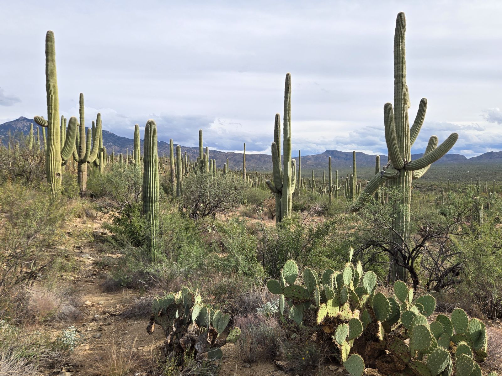 Arizona National Scenic Trail – 2026 – Roger Carpenter – Greg In Wild